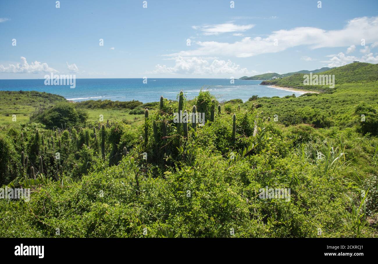 Stunning Caribbean sea view from remote hillside with native flora ...