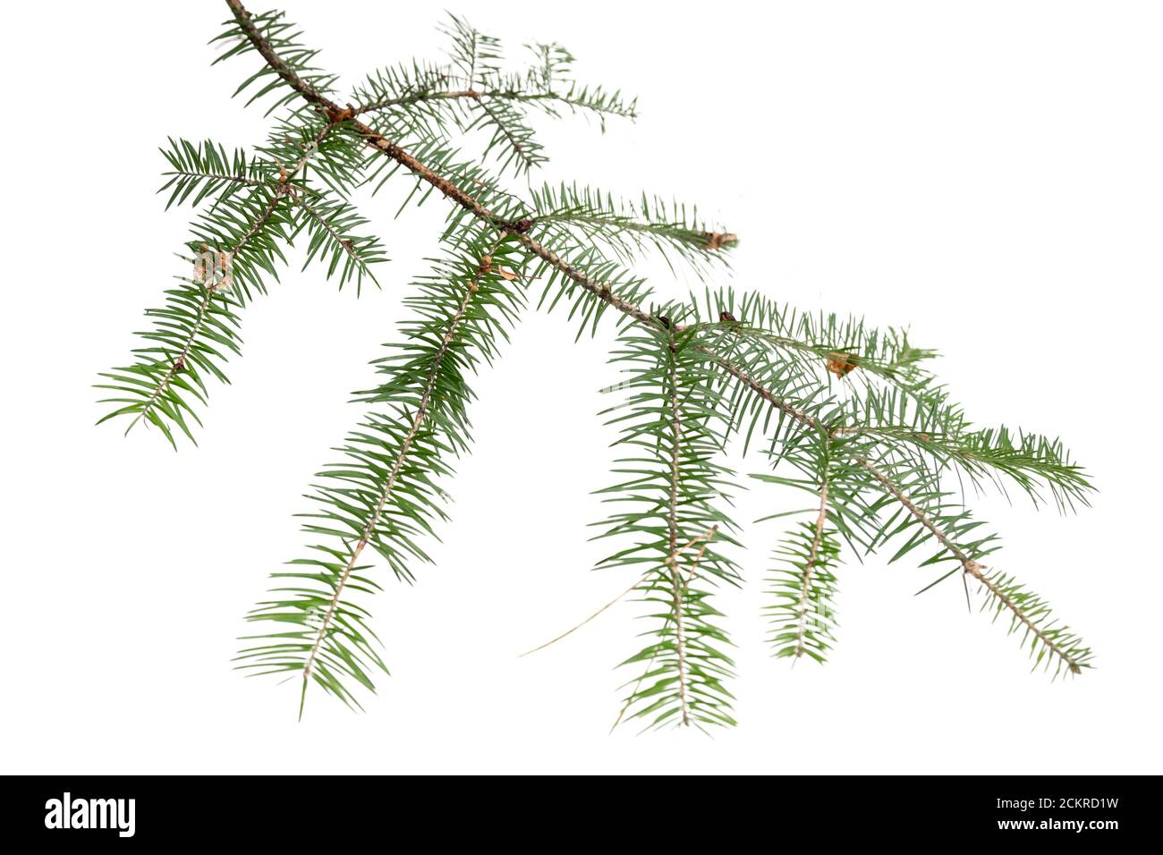 Evergreen tree branch isolated on white background Stock Photo - Alamy
