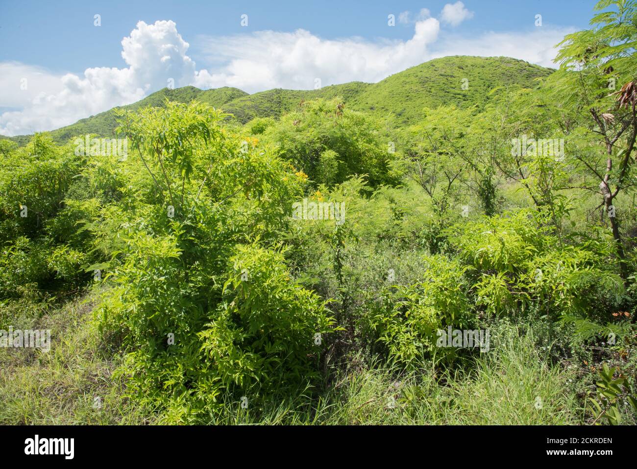 Native plants growing in the lush, rolling landscape on a sunny day on ...