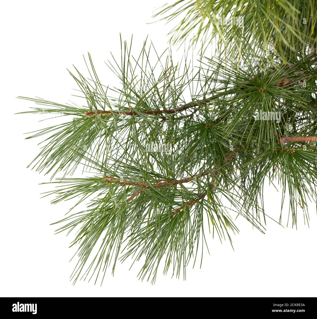 Evergreen tree branch isolated on white background Stock Photo - Alamy