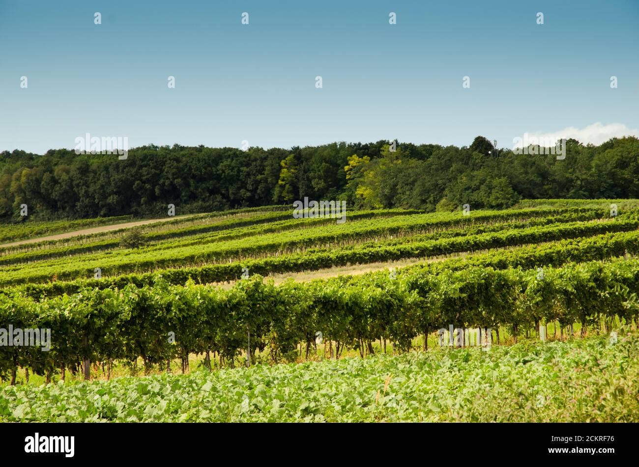 view at vineyard in countryside Stock Photo - Alamy