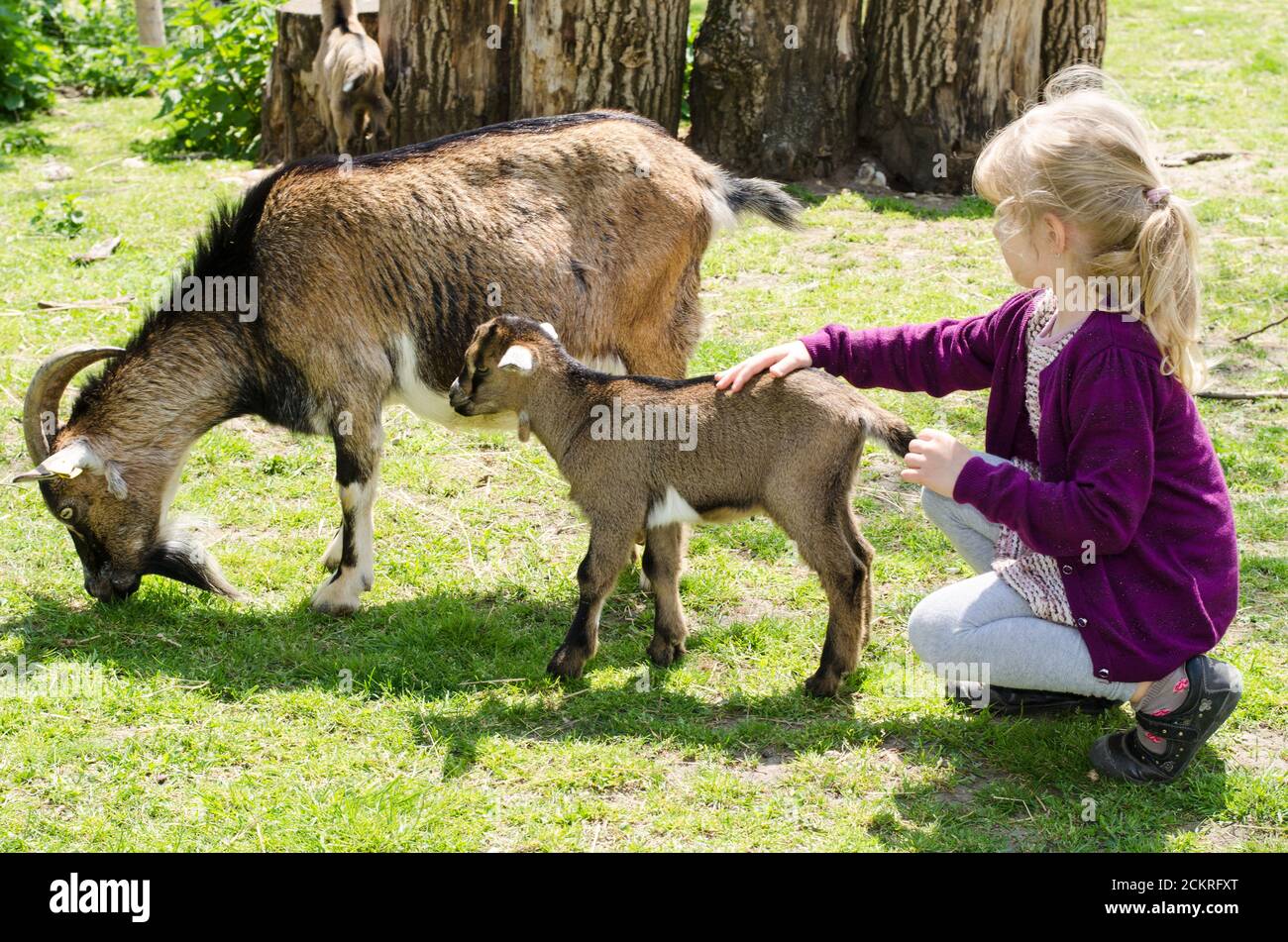Adorable goats hi-res stock photography and images - Alamy
