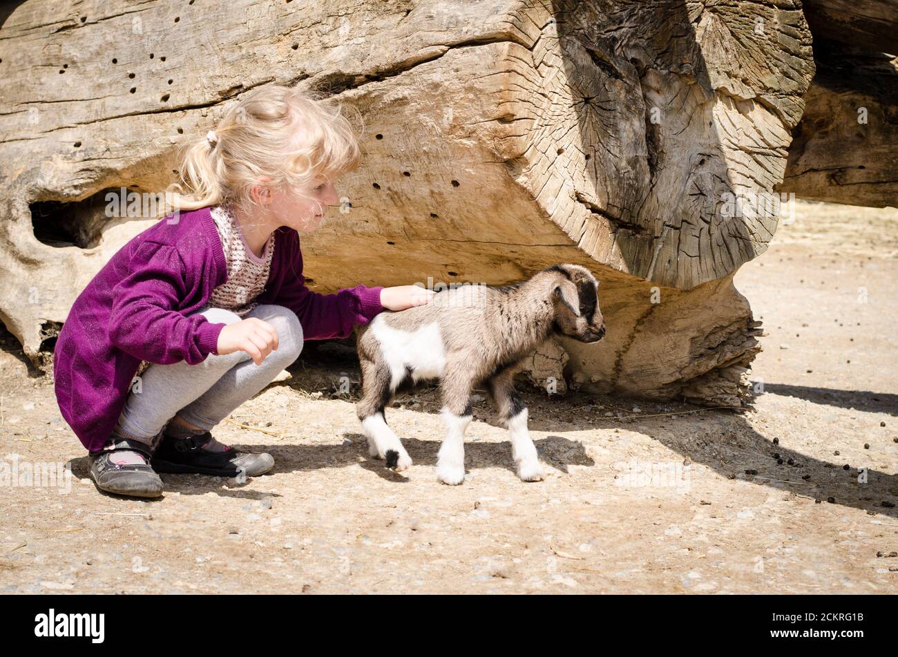 adorable little girl with small goats in meadow Stock Photo - Alamy