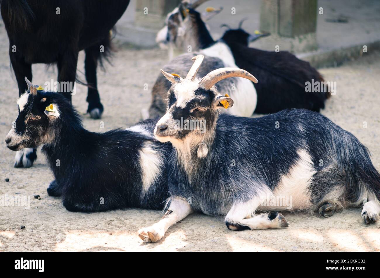 Group of goats hi-res stock photography and images - Alamy