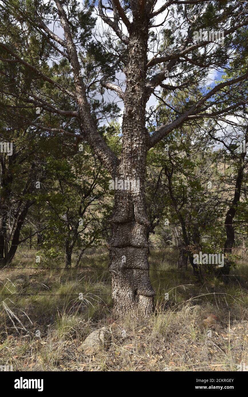 Tree growing wire fence hi-res stock photography and images - Alamy
