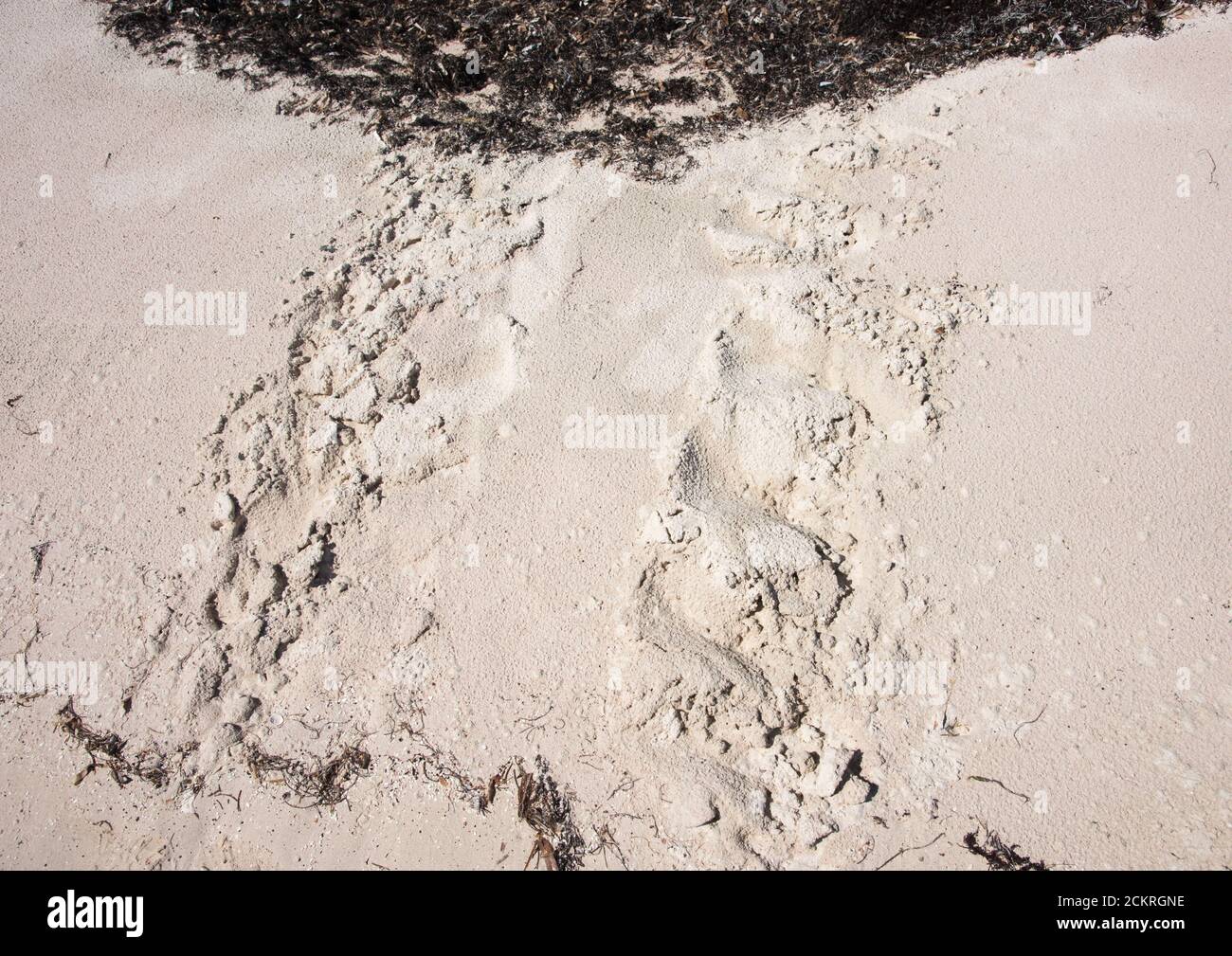 Sea turtle tracks at remote east end beach on the Caribbean island of ...