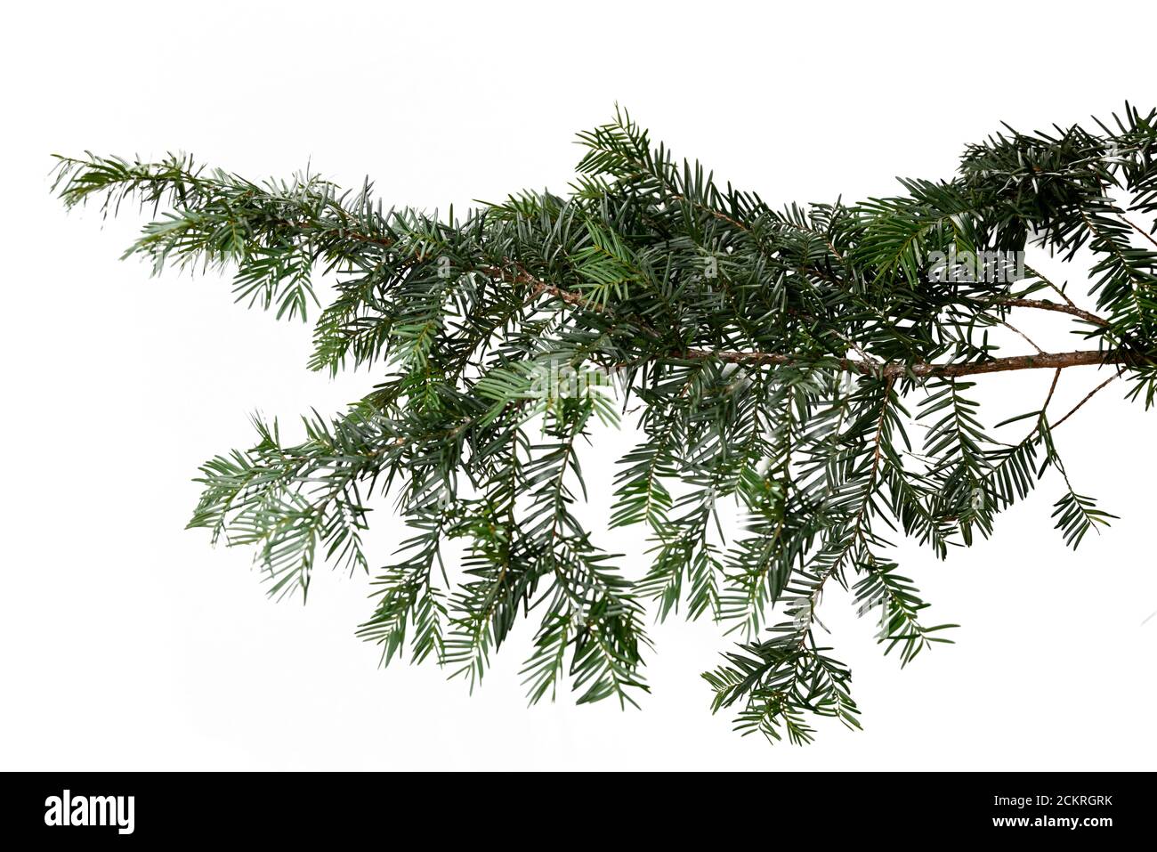 Evergreen tree branch isolated on white background Stock Photo - Alamy