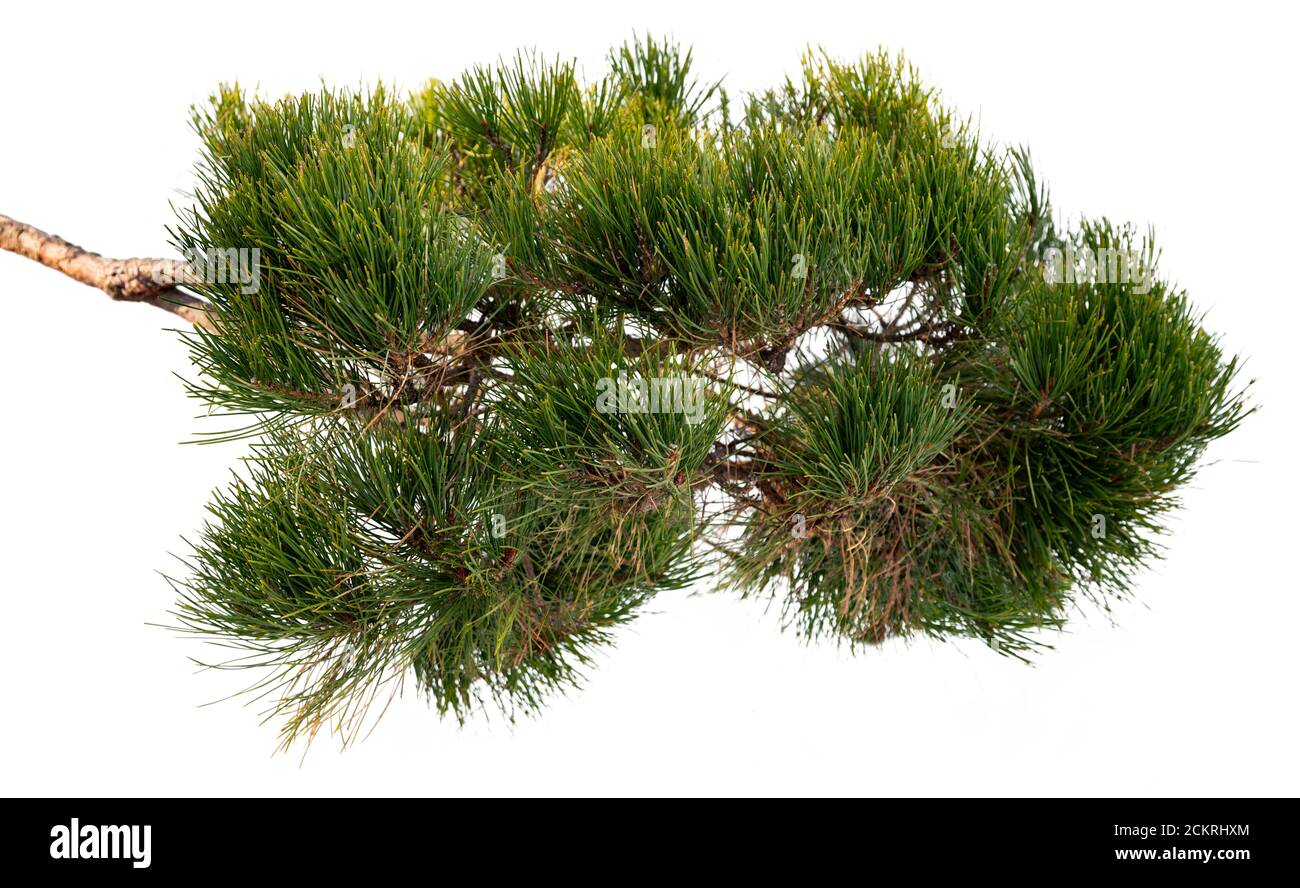 Evergreen tree branch isolated on white background Stock Photo - Alamy