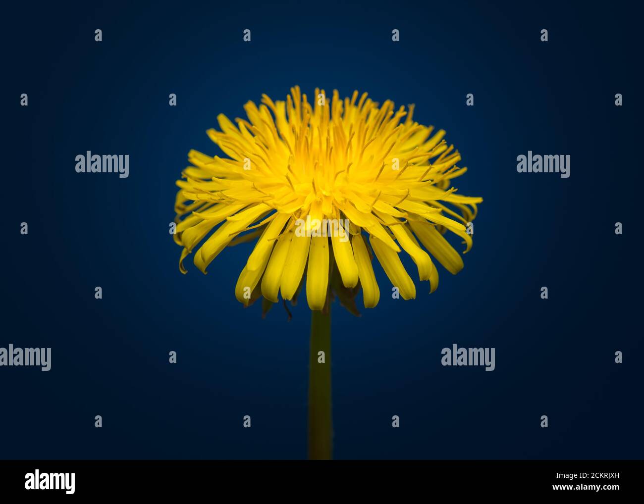Flower growing evolution hi-res stock photography and images - Alamy