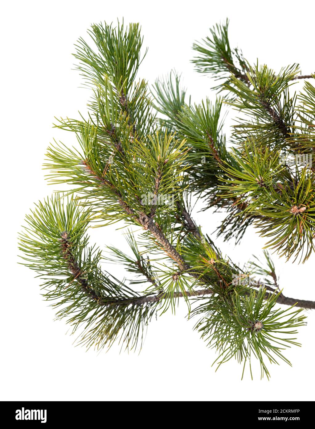 Evergreen tree branch isolated on white background Stock Photo - Alamy