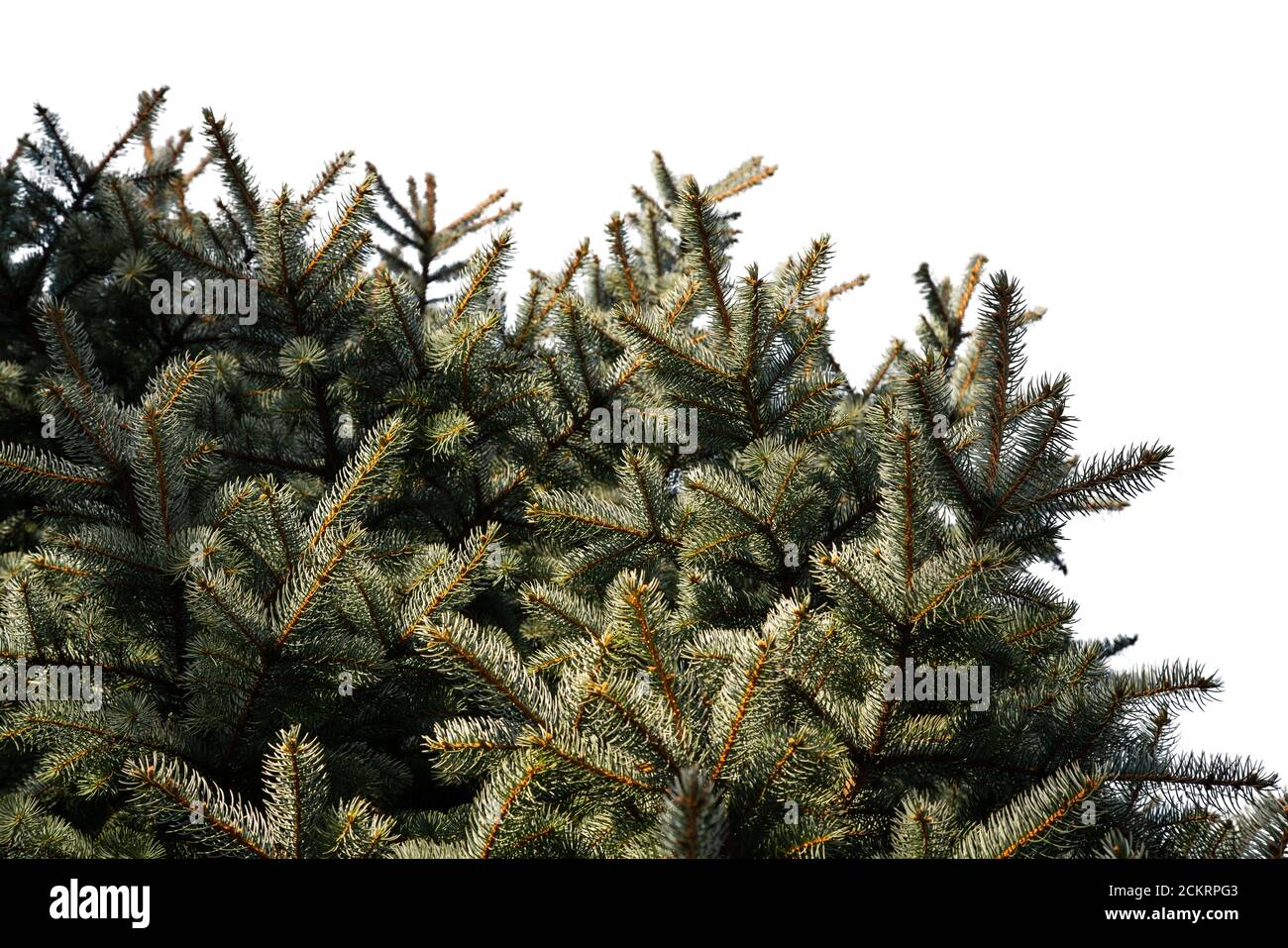 Evergreen tree branch isolated on white background Stock Photo - Alamy