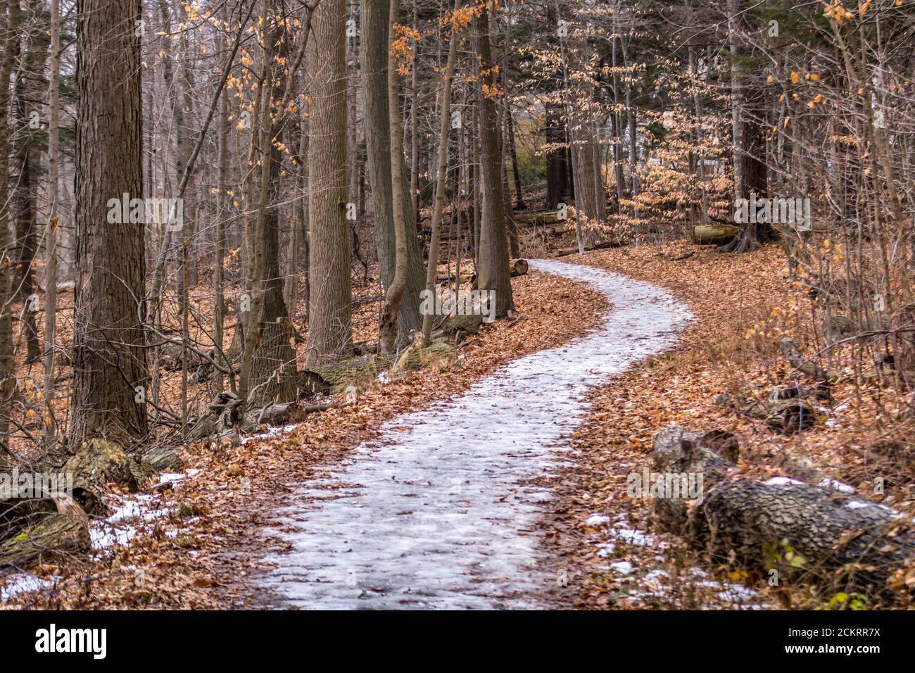 Icy path in the forest Stock Photo - Alamy