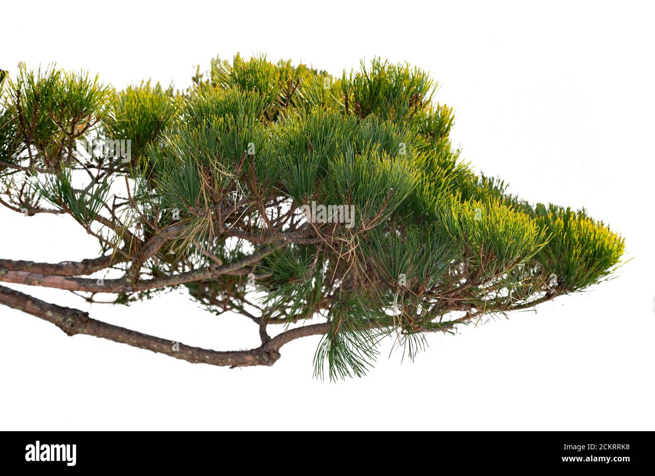 Evergreen tree branch isolated on white background Stock Photo - Alamy