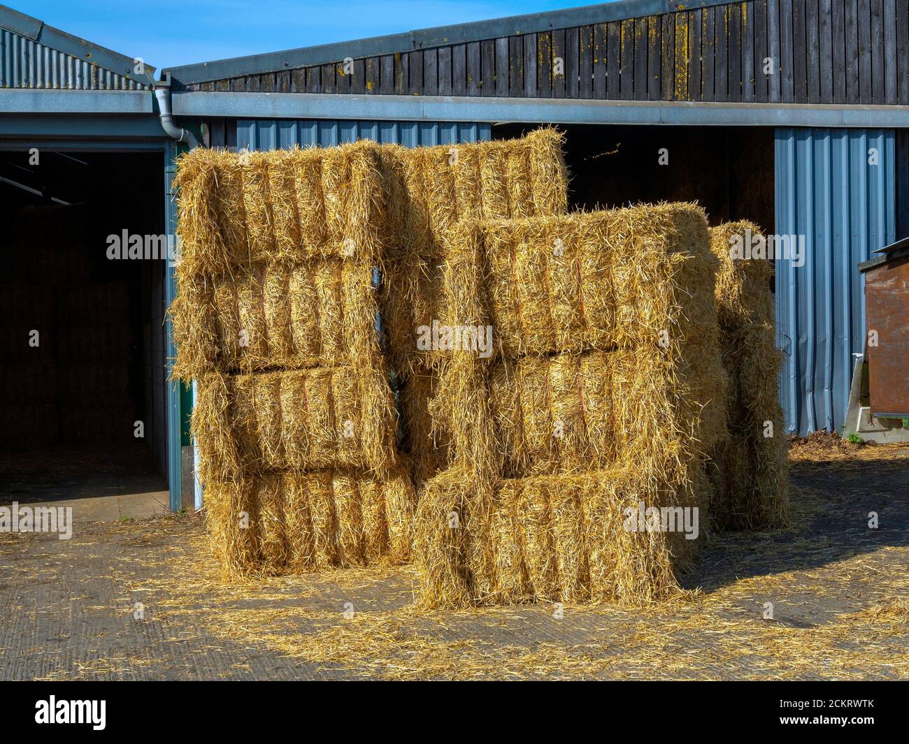Recangular hay or straw bales for winter cattle feed on a farm newly ...