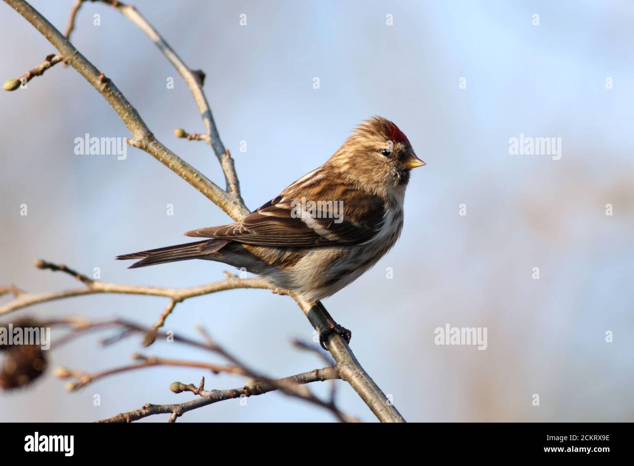 Redpoll alder hi-res stock photography and images - Alamy