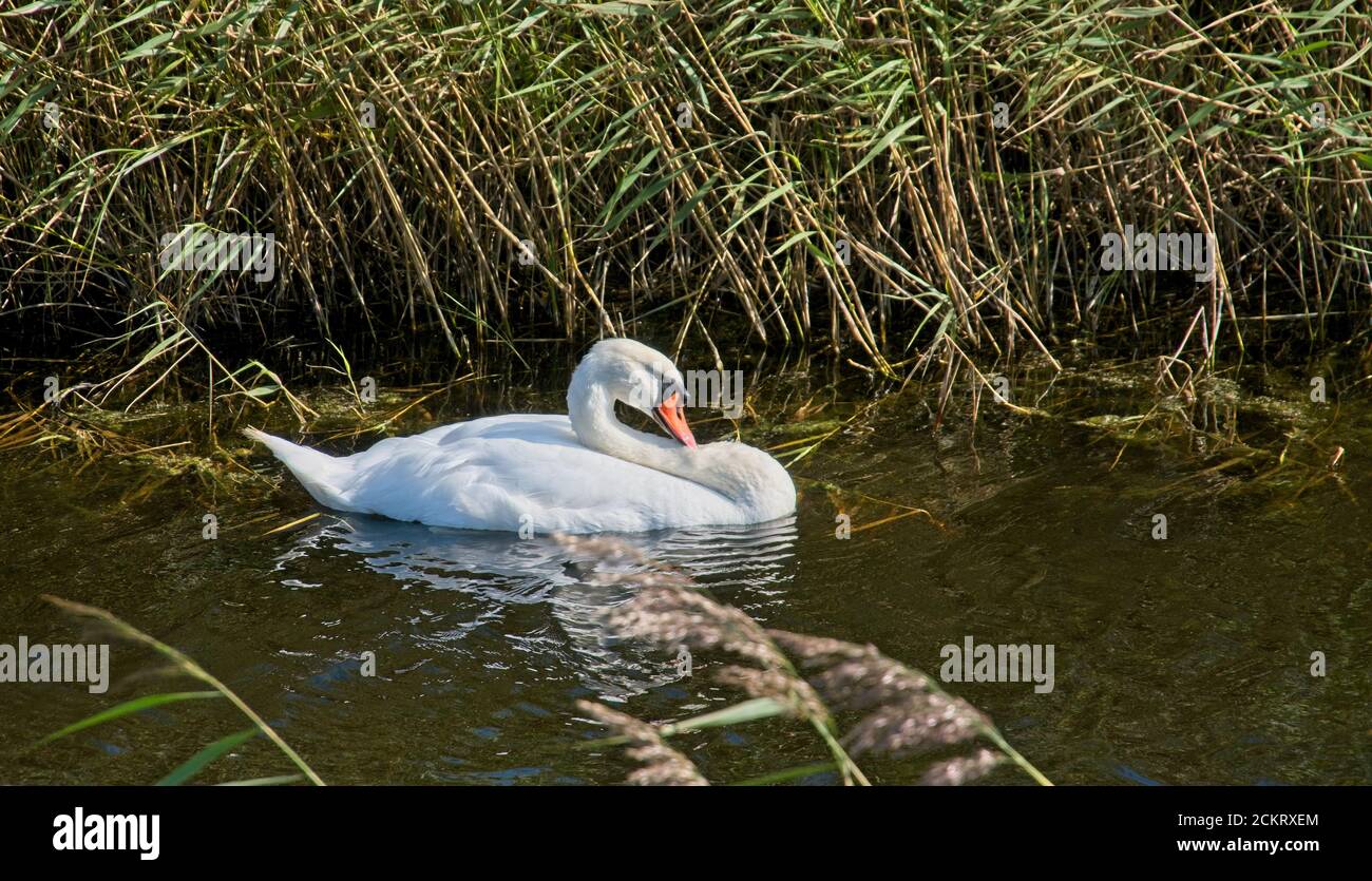 Adult mute swan swimming in natural water source. Neck retracted. Water ...