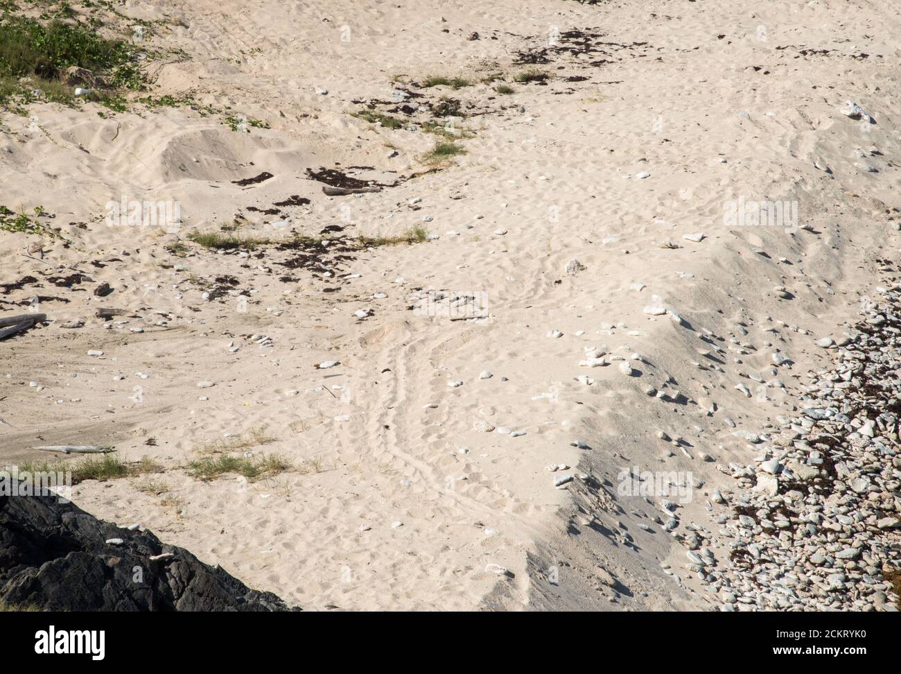 Sea turtle tracks and nest at remote east end beach on the Caribbean ...