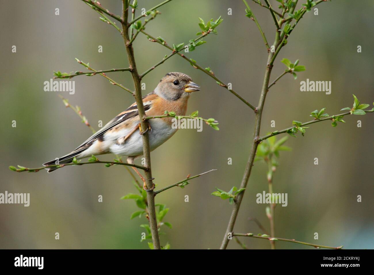Female brambling hi-res stock photography and images - Alamy