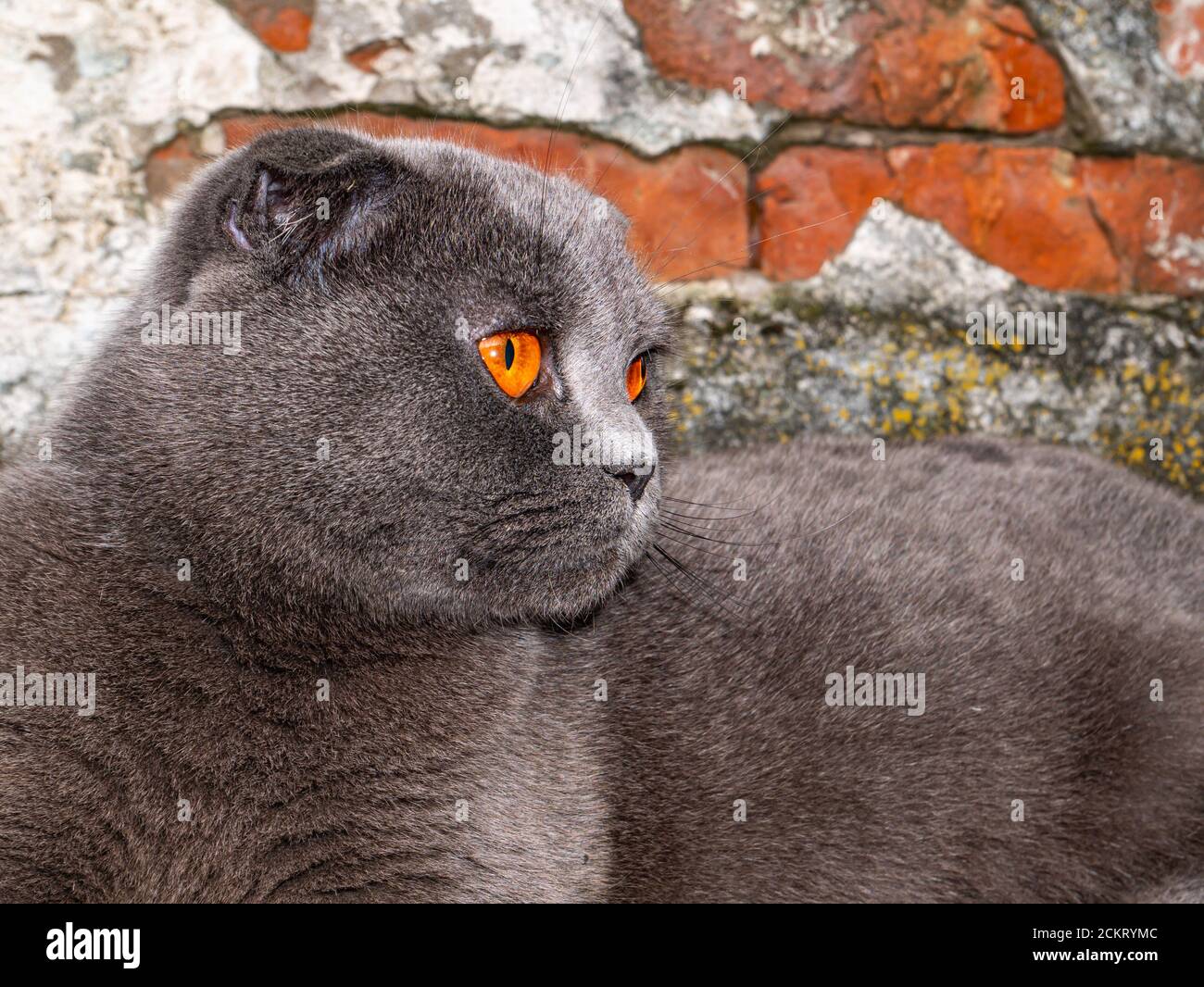 Orange view of a fold gray scottish cat Stock Photo - Alamy