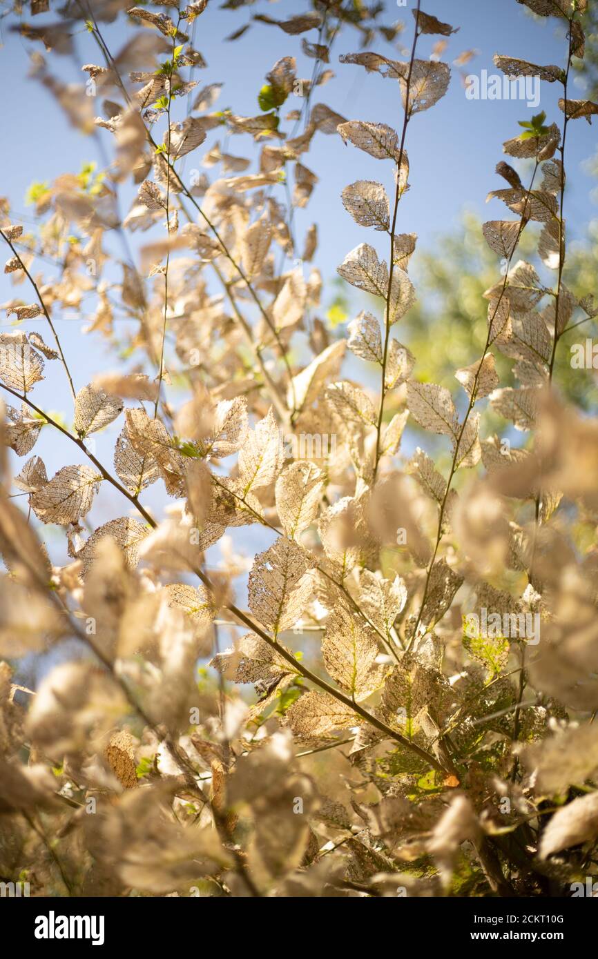 Dried skeleton leaves on brunch on sky background. Tender structure ...