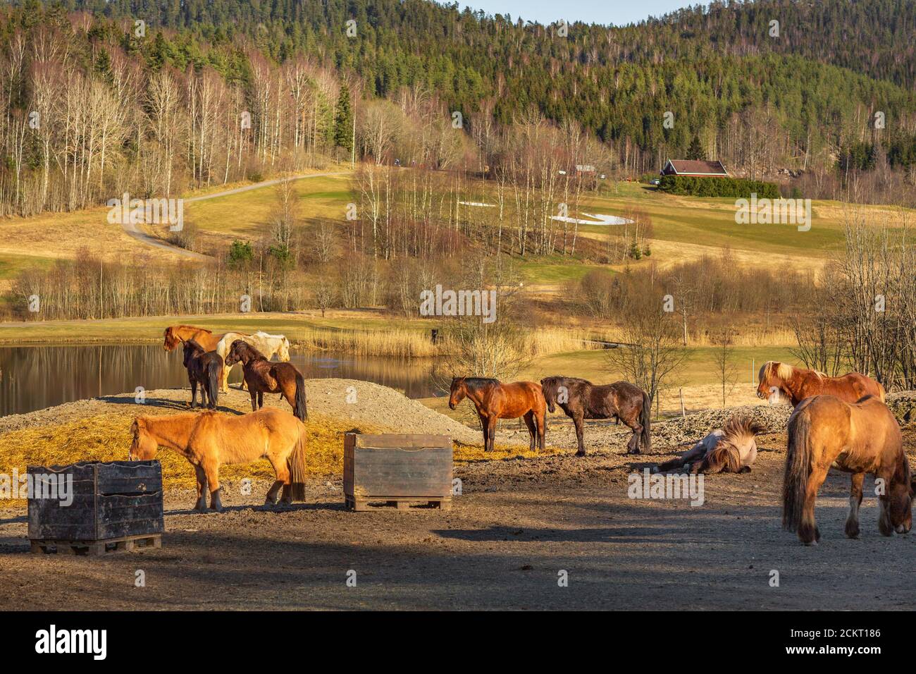Horses grazing outside in a beautiful scenic environment Stock Photo ...