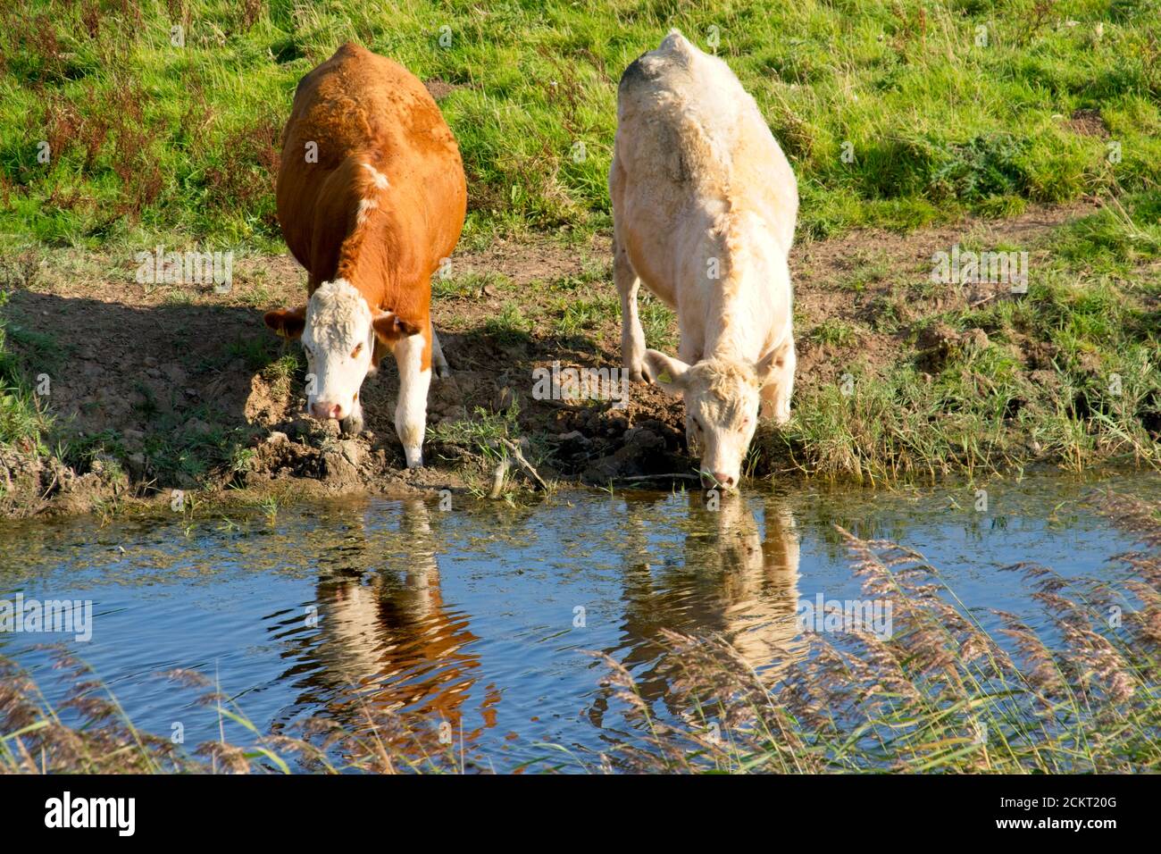 White and brown cattle drinking from natural water source, standing at ...