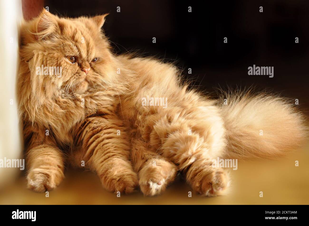 Funny red cat sitting on the floor in a funny pose Stock Photo - Alamy