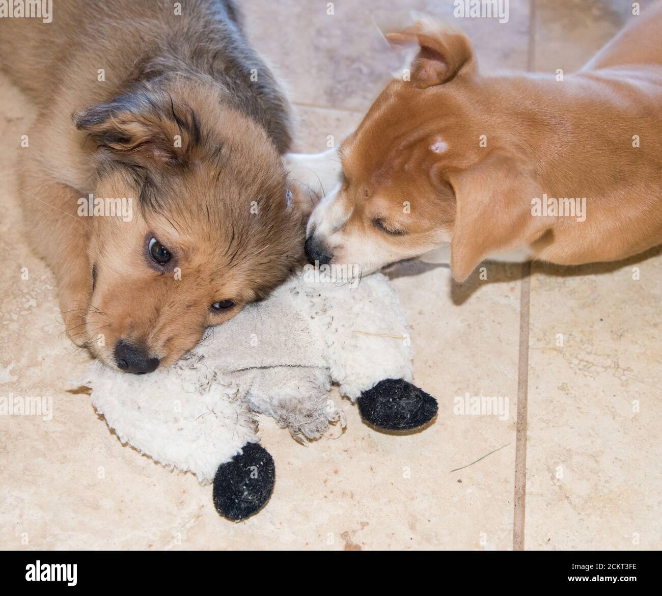 Two mixed breed puppies playing with stuffed dog toy on tile floor ...