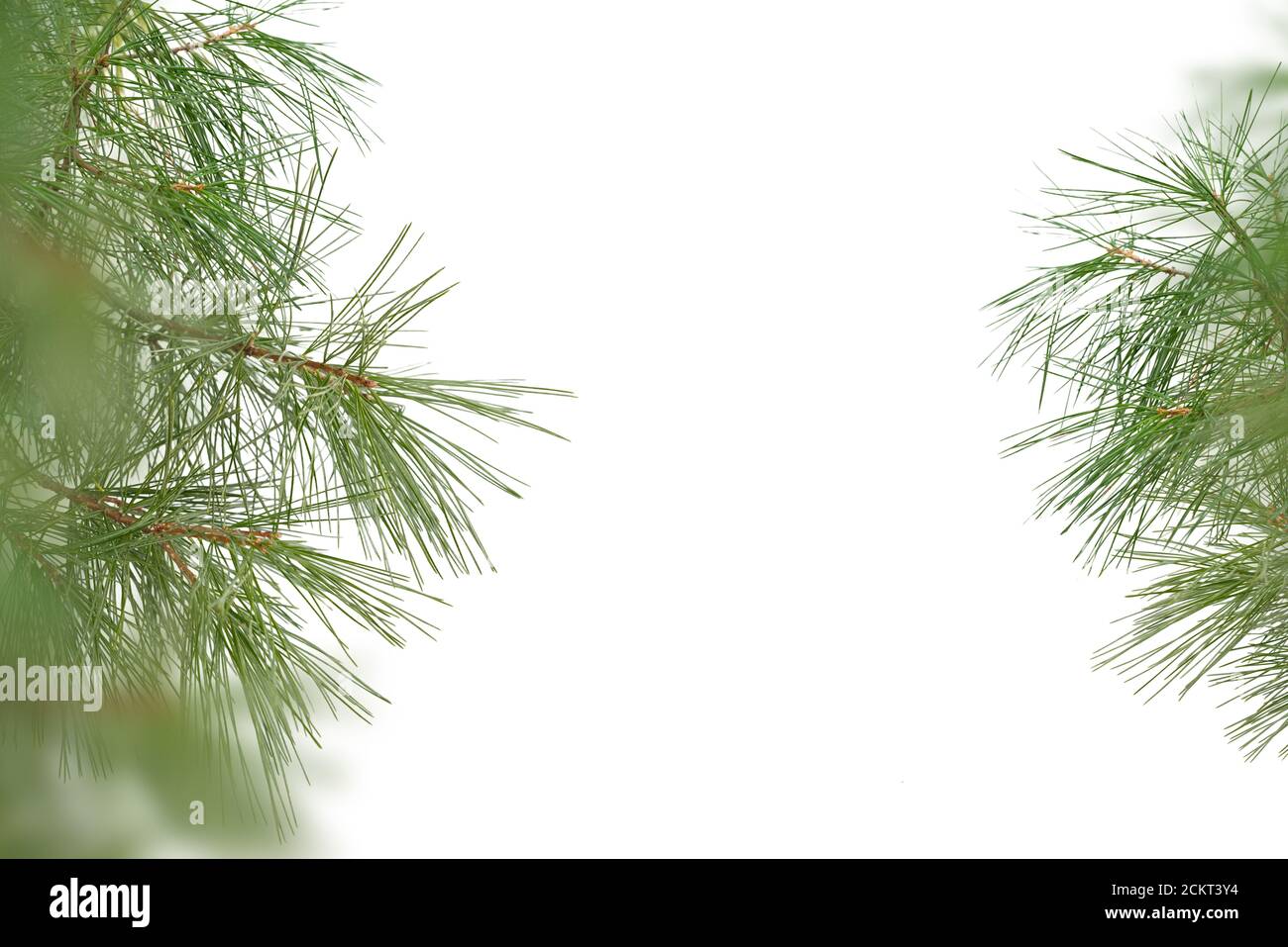 Evergreen tree branches isolated on white background Stock Photo - Alamy