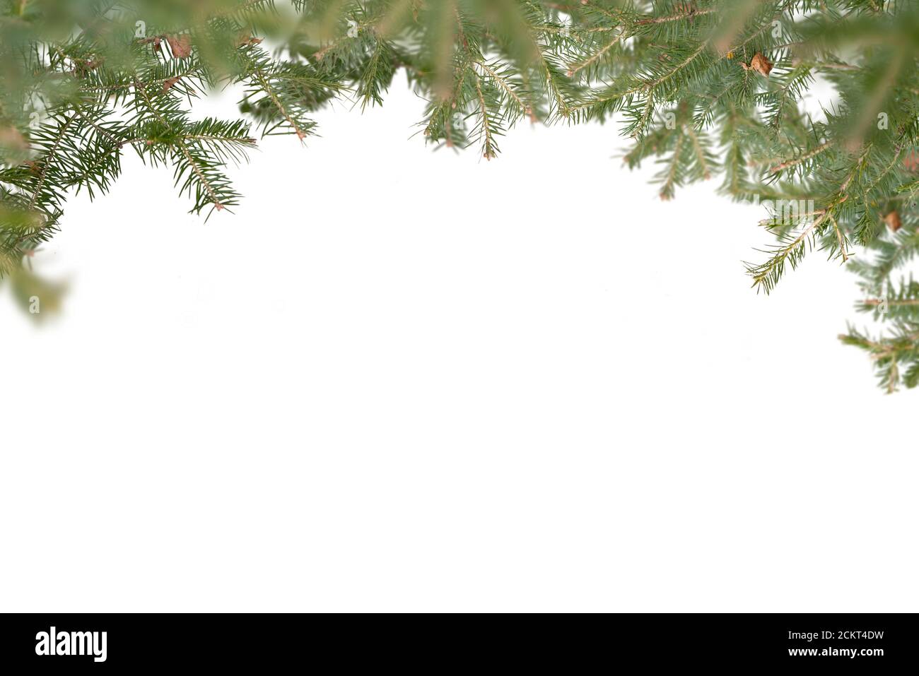 Evergreen tree branches isolated on white background Stock Photo - Alamy
