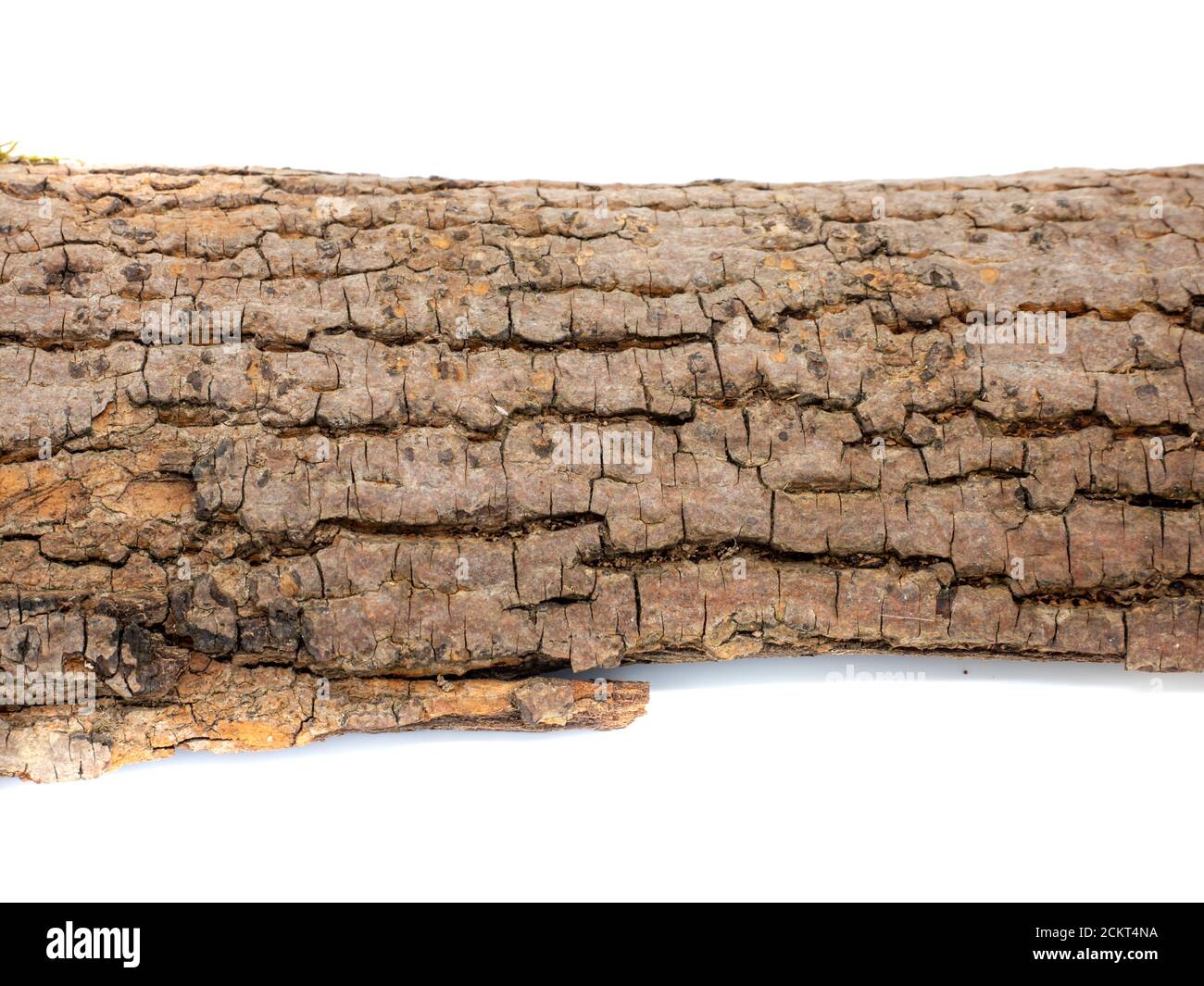Tree bark isolated on white background Stock Photo - Alamy