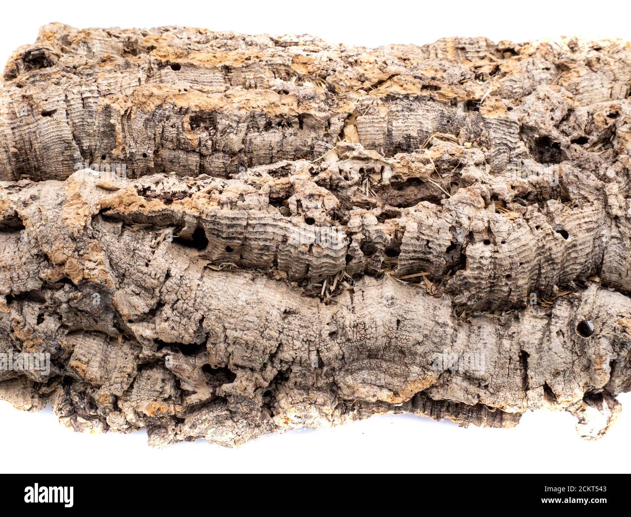 Bark isolated on white background Stock Photo - Alamy