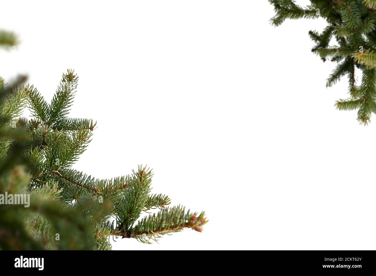 Evergreen tree branches isolated on white background Stock Photo - Alamy