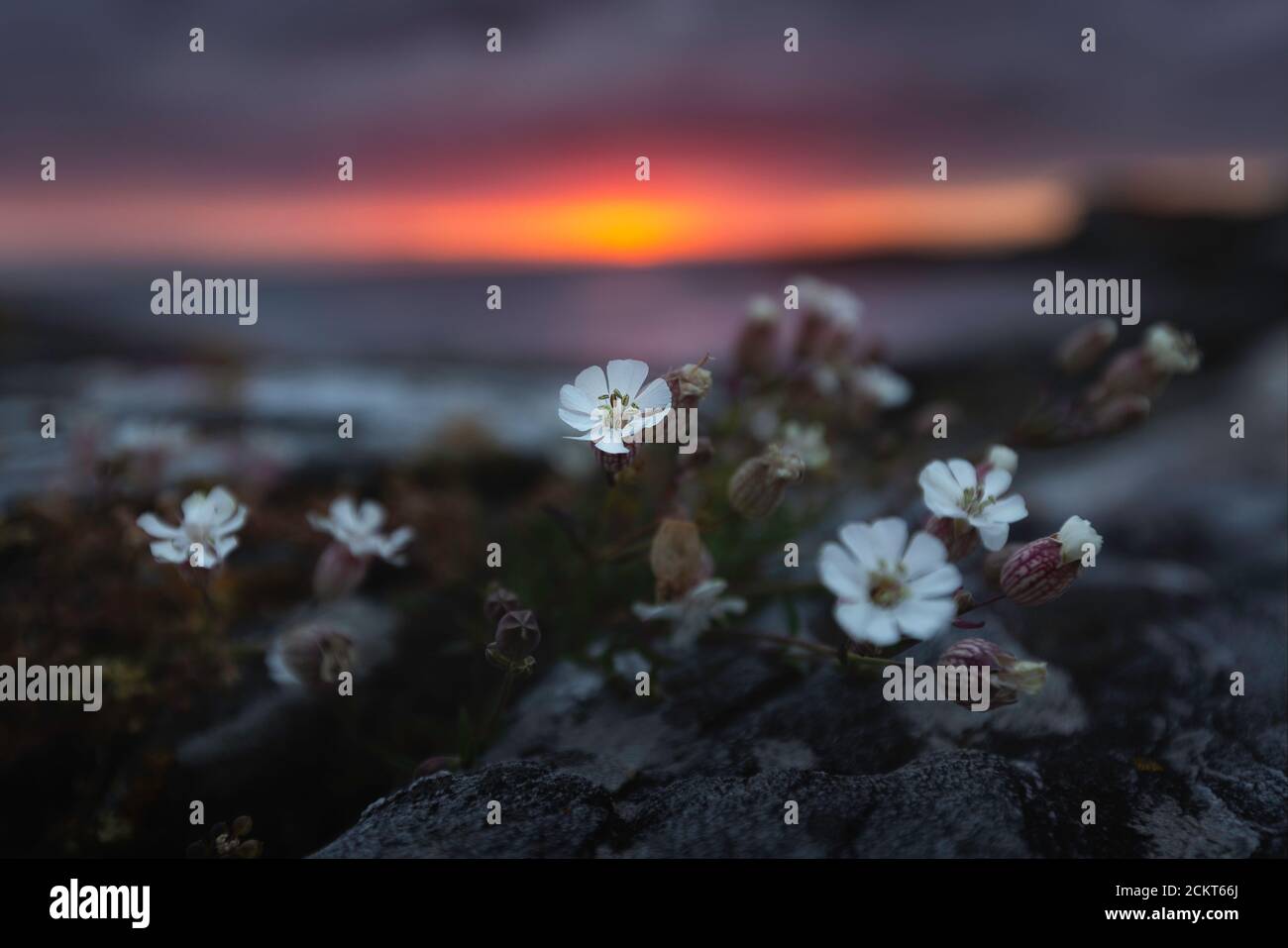 Pink flowers ocean sunset hi-res stock photography and images - Alamy