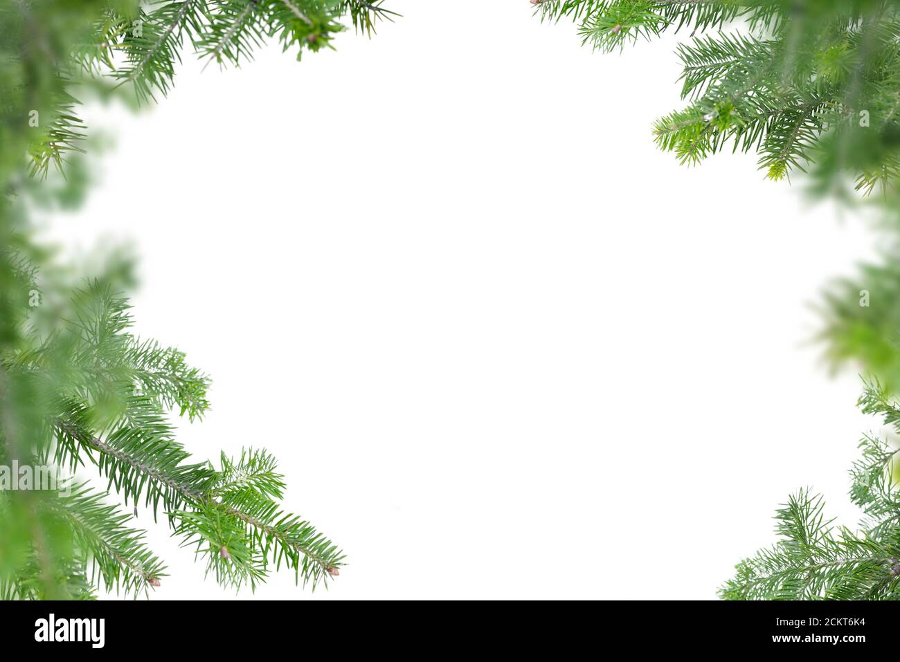 Evergreen tree branches isolated on white background Stock Photo - Alamy