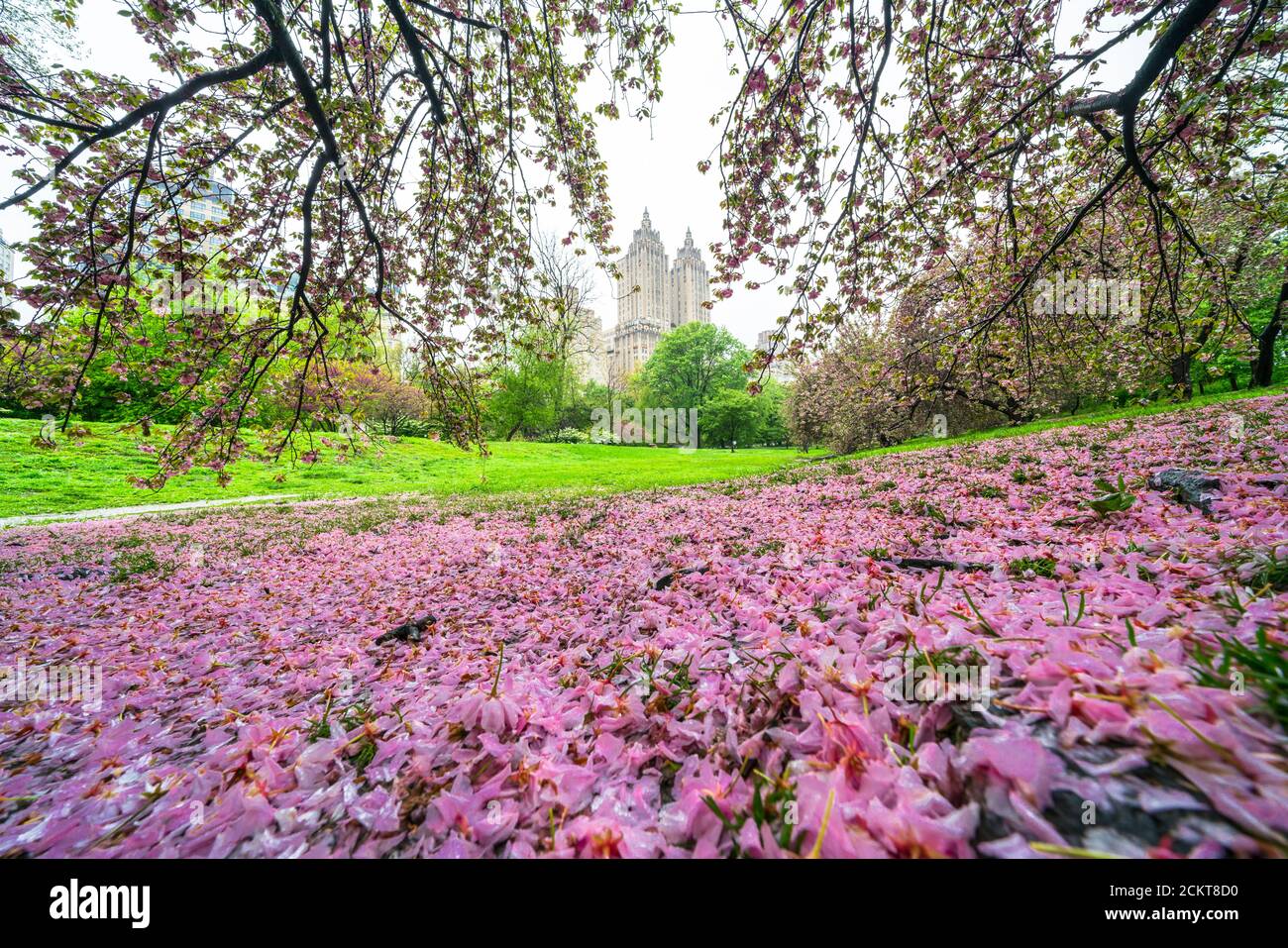 Myriad of fallen Cherry petals dropped on the puddle at Central Park ...