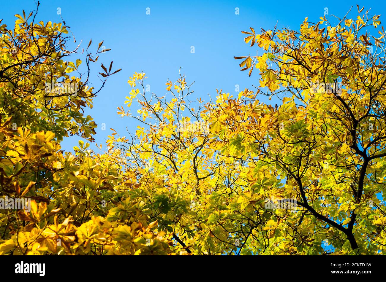 colorful yellow autumn chestnut tree and blue sky Stock Photo - Alamy
