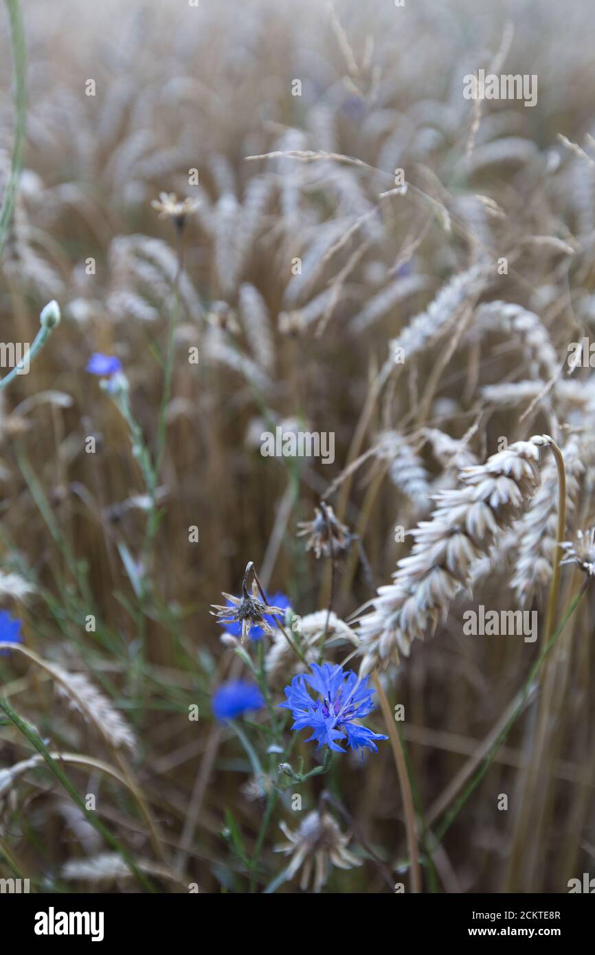 Blue fresh cornflowers in a agricultural corn field Stock Photo - Alamy