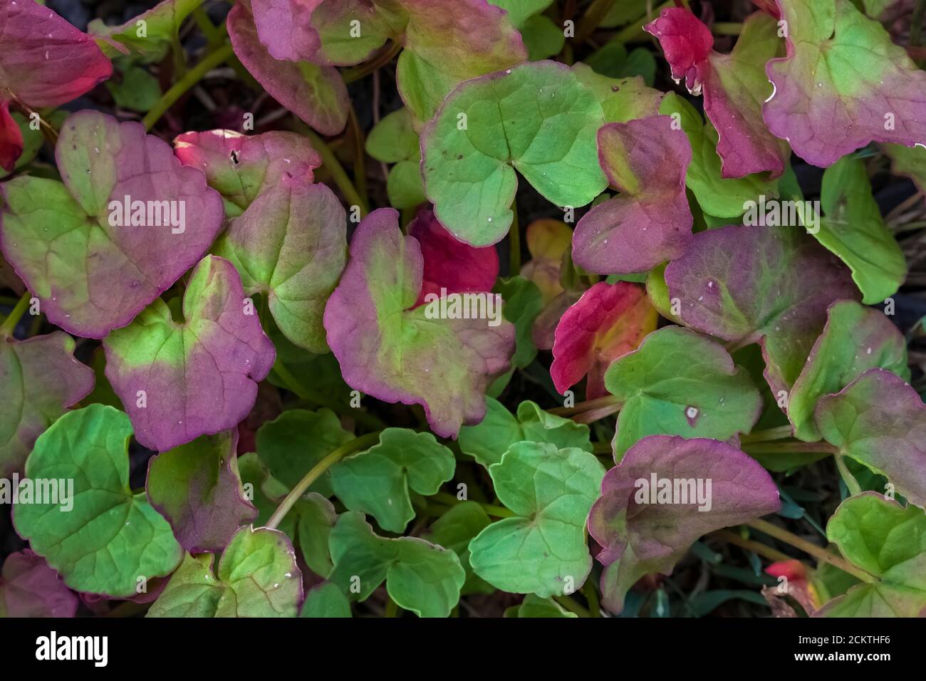 Mountain-Sorrel, Oxyria digyna, on Heliotrope Ridge below Mount Baker ...