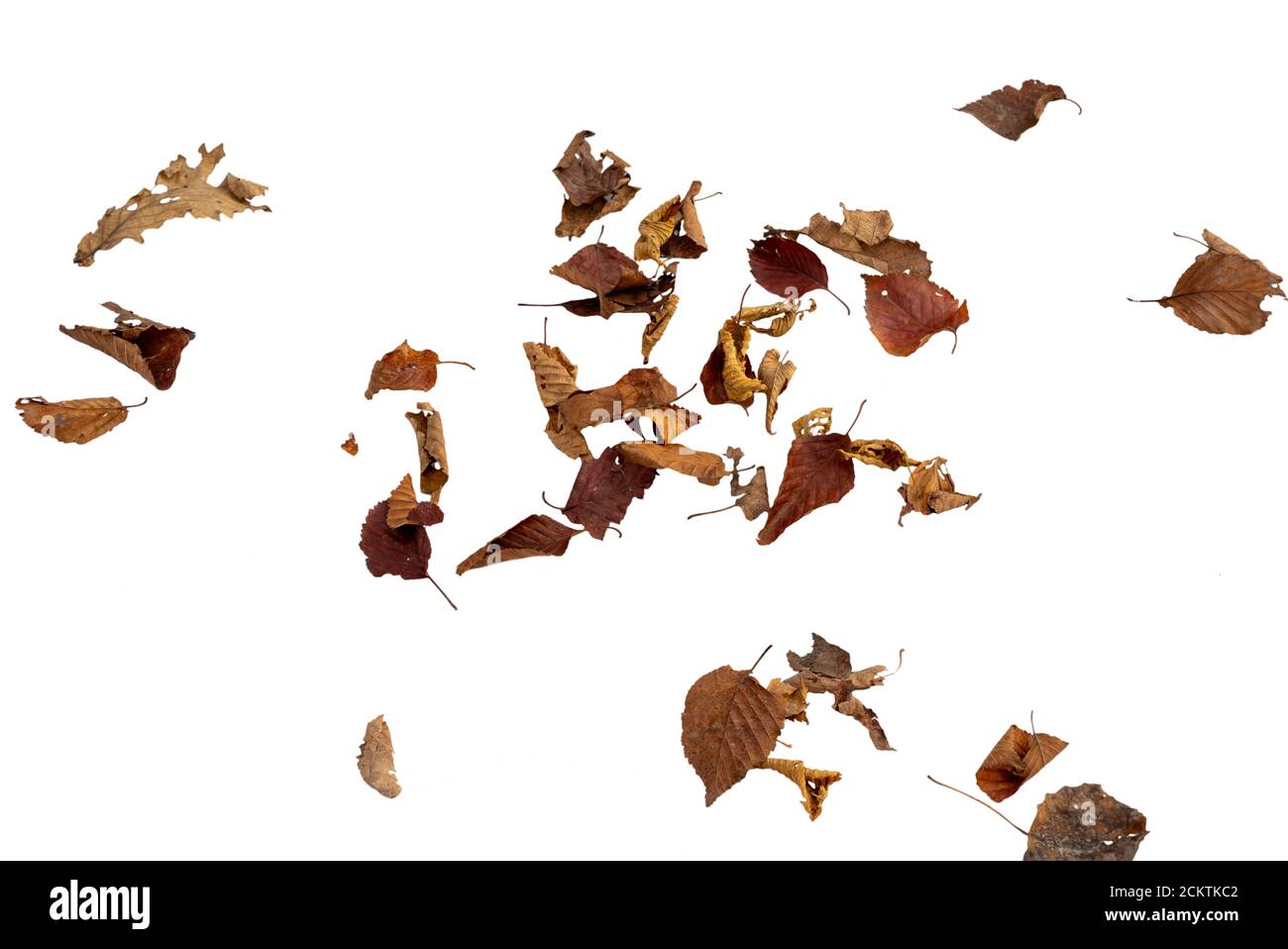 Dry autumn falling leaves on white background Stock Photo - Alamy