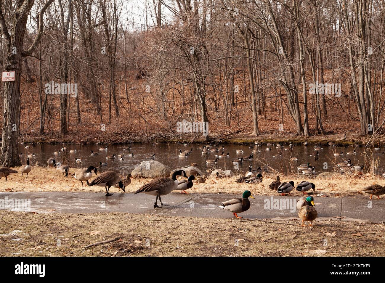 Ruan duck hi-res stock photography and images - Alamy