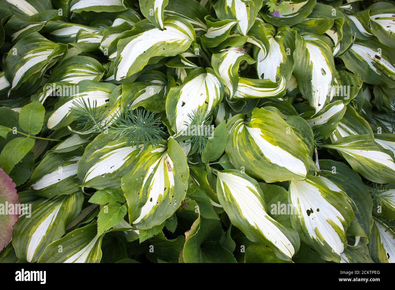 Hosta is a genus of plants commonly known as hostas, plantain lilies ...