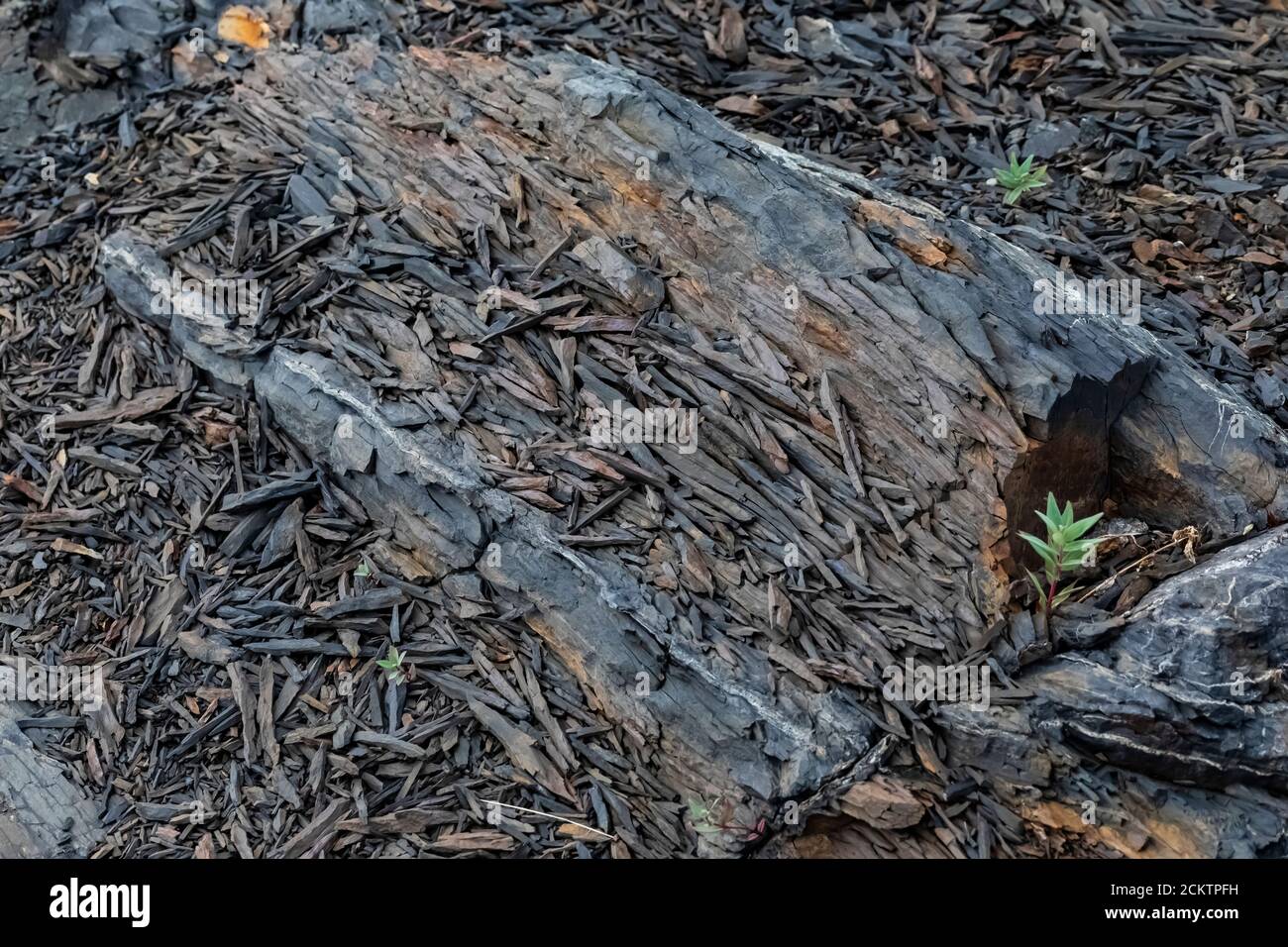 Shattered rock on Heliotrope Ridge below Mount Baker, Mount Baker ...