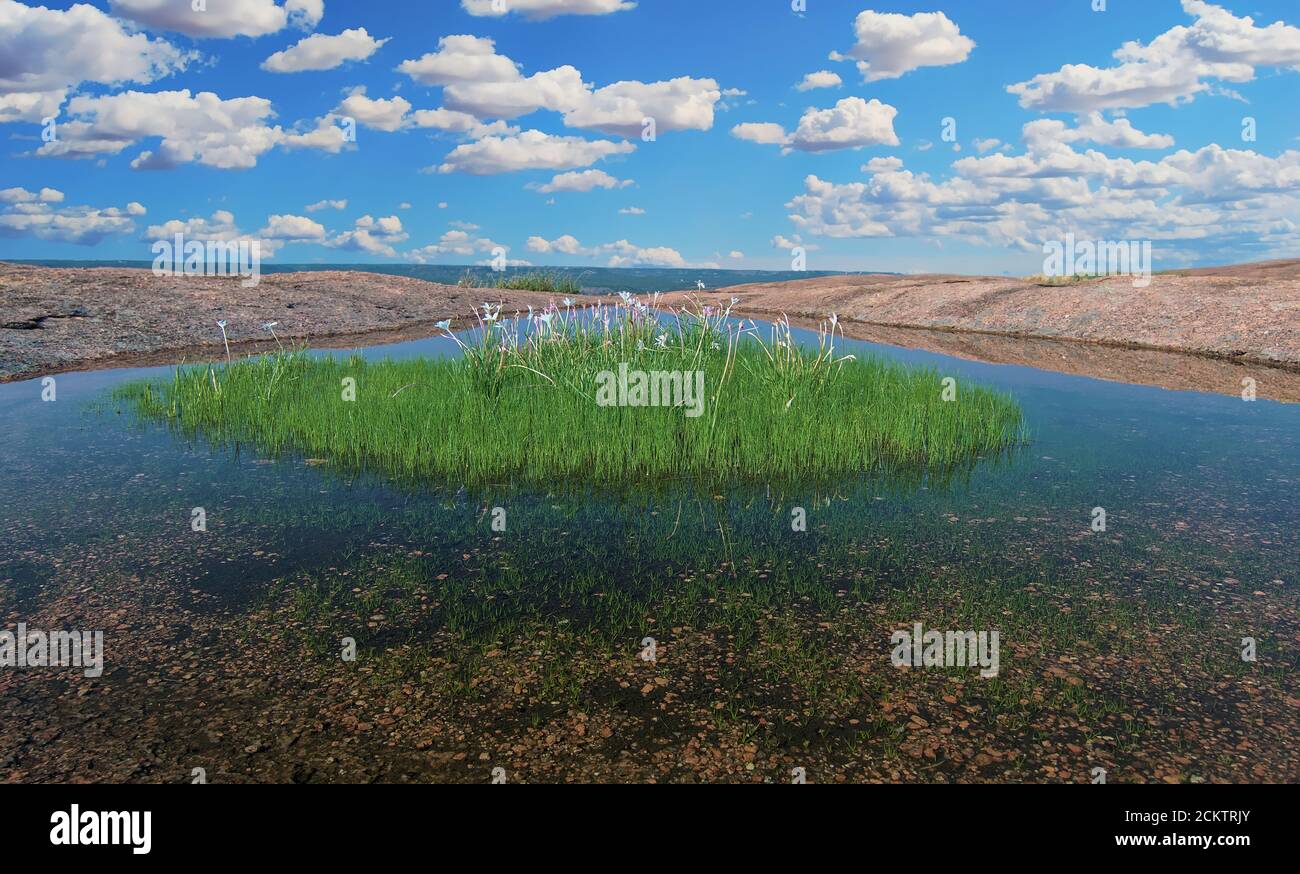 Rock pool ecosystem hi-res stock photography and images - Alamy