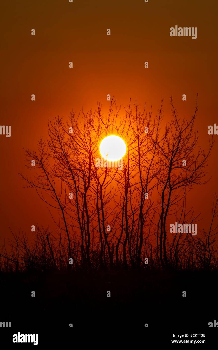 Beautiful sunset with trees silhouette Stock Photo - Alamy