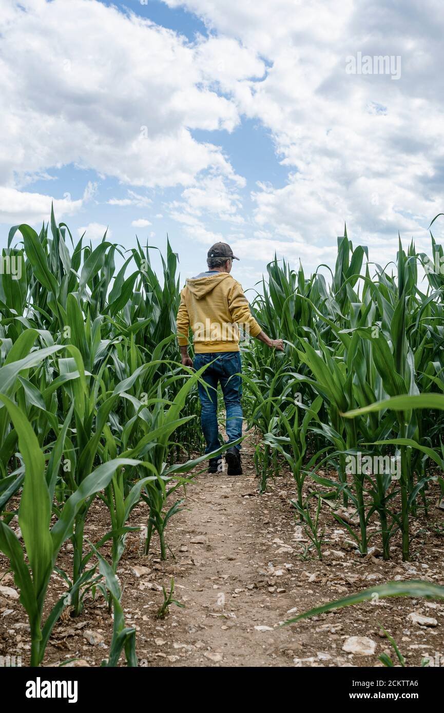 Farmer looking at green crops hi-res stock photography and images - Alamy