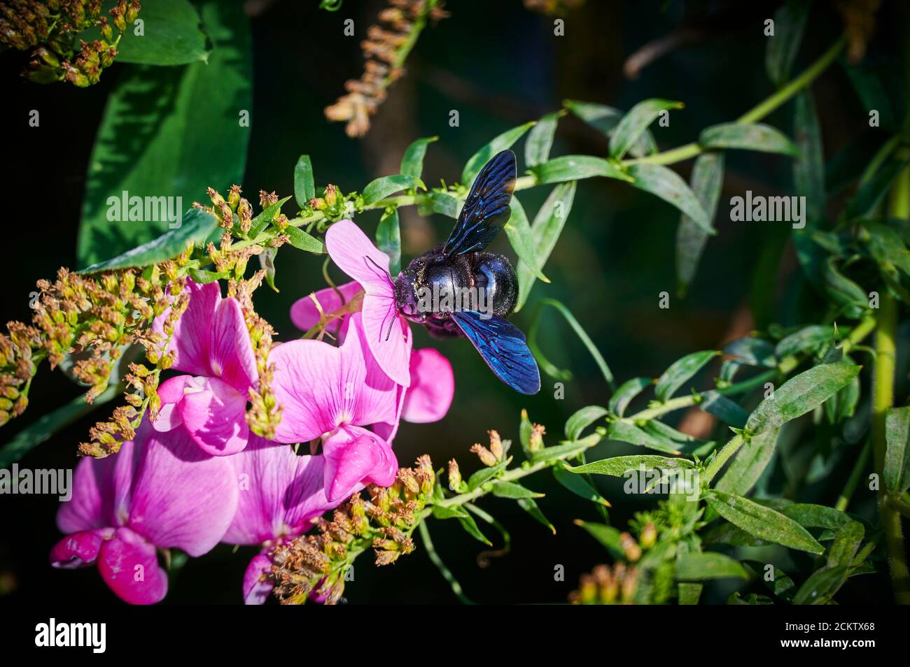 Carpenter bee (Xylocopa) on a vetch (Genus Vicia) in a garden Stock ...