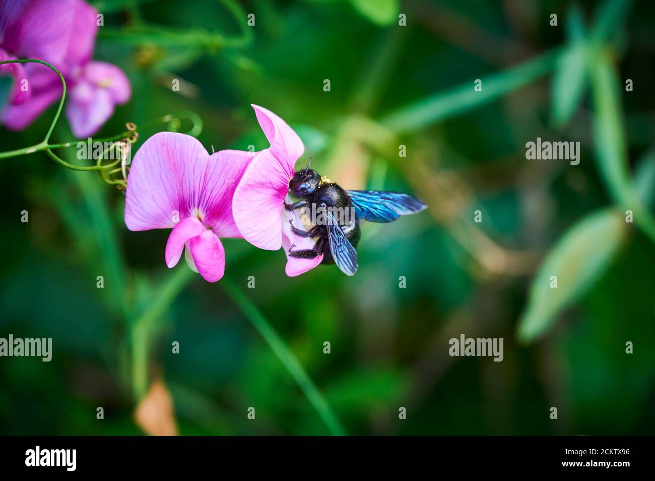 Carpenter bee (Xylocopa) on a vetch (Genus Vicia) in a garden Stock ...