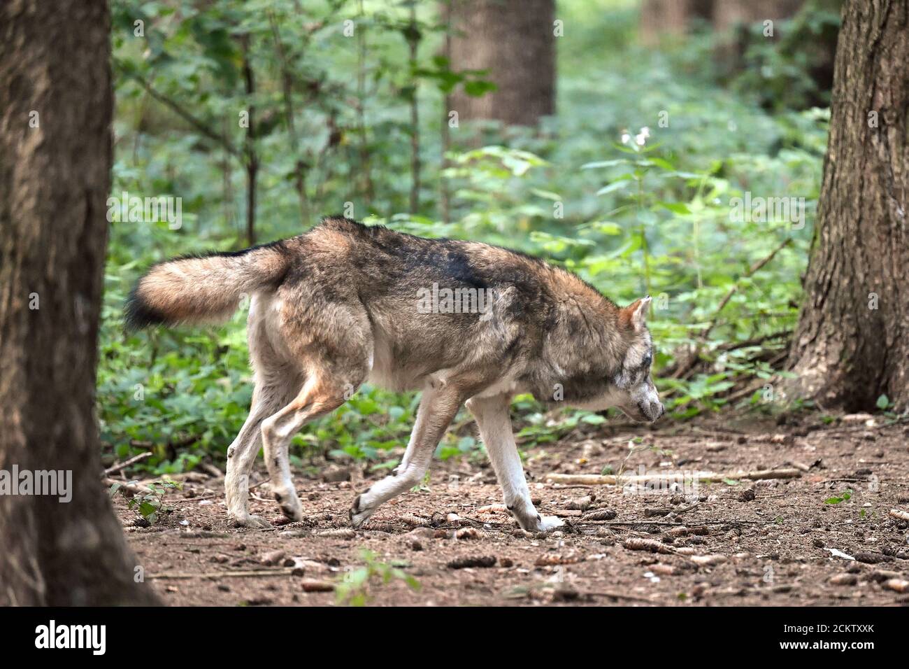 Poing, Deutschland. 16th Sep, 2020. Wolf in Wildpark Poing on September ...