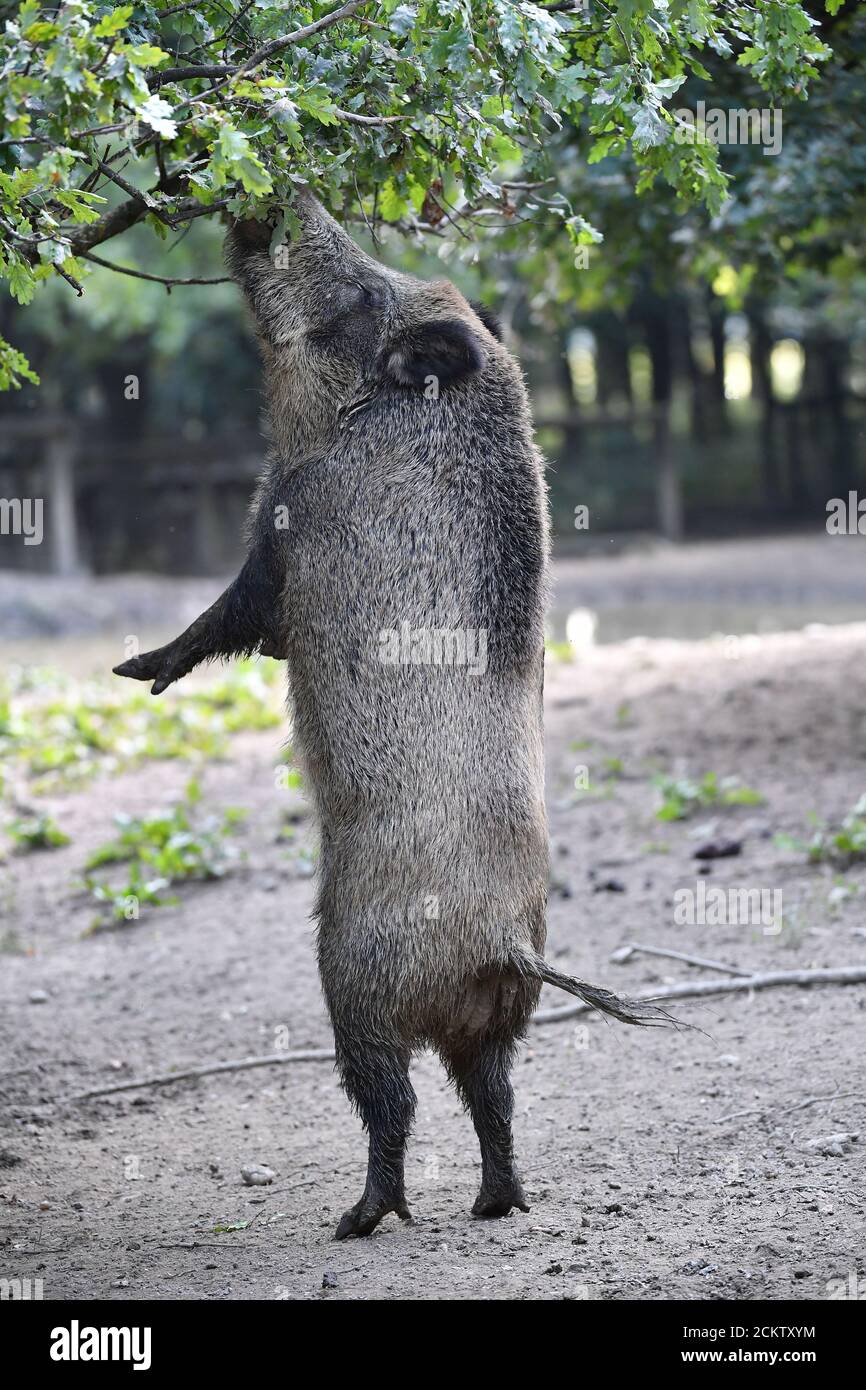 Wild boar in the Wildpark Poing on September 16, 2020-makes men ...
